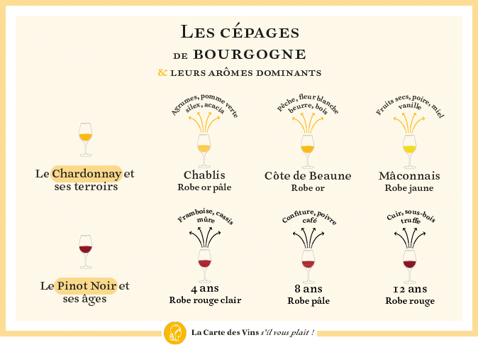 Tous les cépages de la Bourgogne viticole - Bourgogne SUD